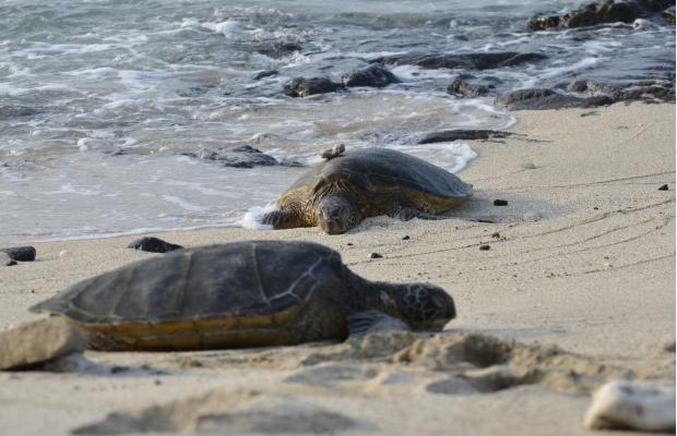 Kohala Coast boasts Big Island Bliss - Jane Mundy